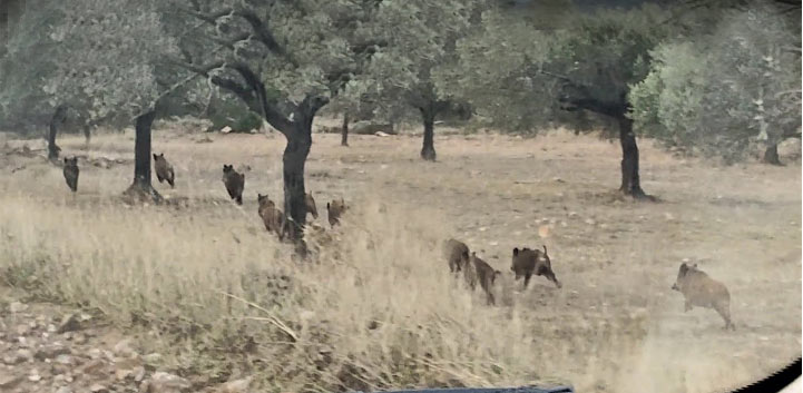 Λαύριο: Βγήκαν βόλτα τα αγριογούρουνα (βίντεο) – RPN
